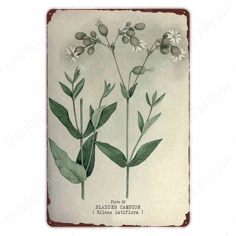 Металлическая табличка Bladder Campion, Цвет 16