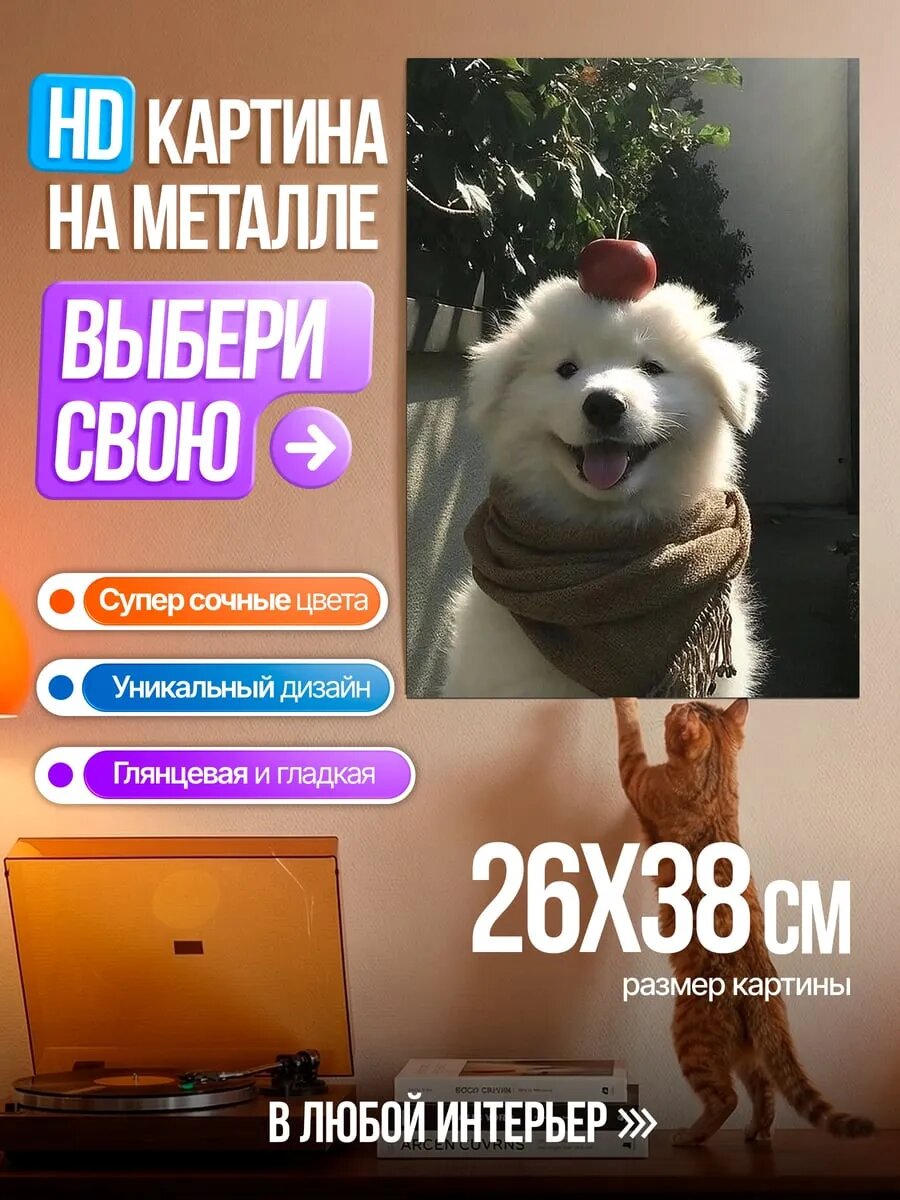 Картина на HD металле Самоед с яблоком