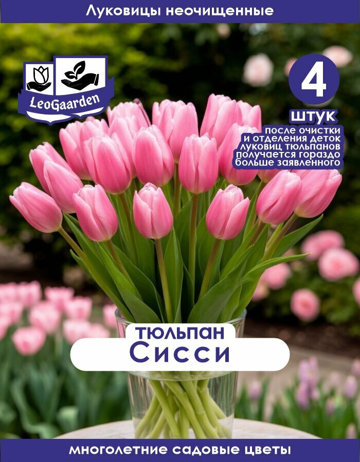 Тюльпан Луковица, Сиси, 4 штук
