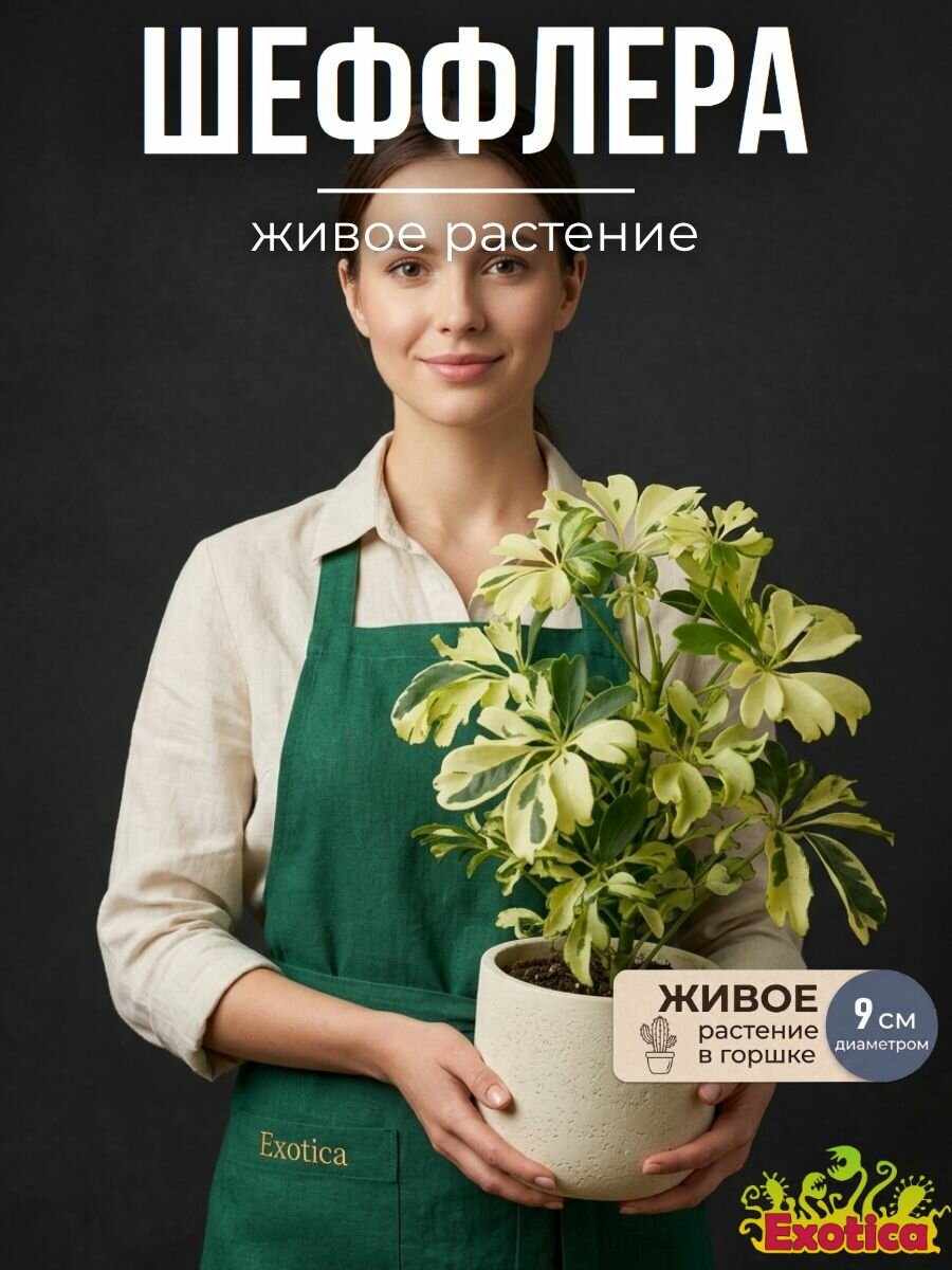 Шеффлера Арборикола Жанин (Schefflera Arboricola Janine) D9см, домашнее растение