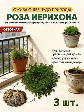 Сухоцветы, 5 см, 15 гр, 3 шт