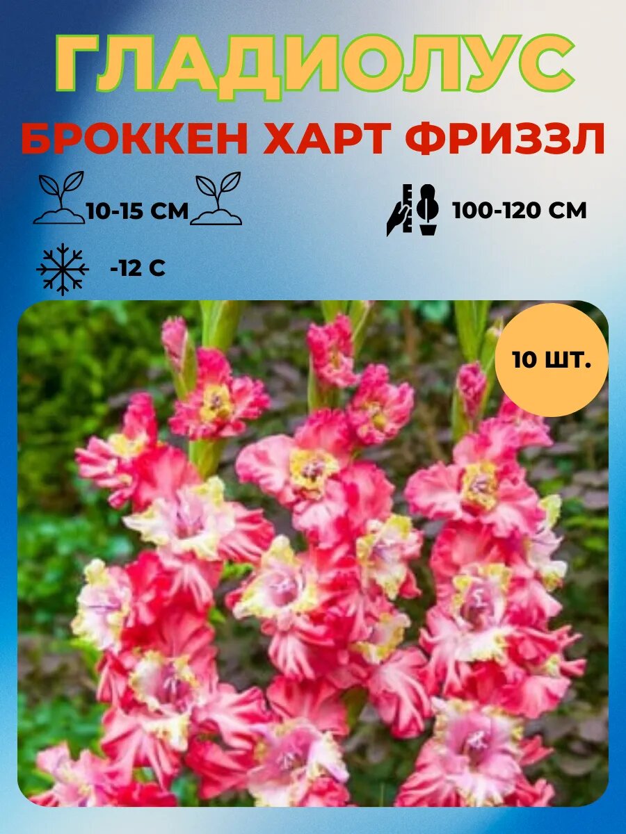 Гладиолус крупноцветковый, луковицы 10 штук