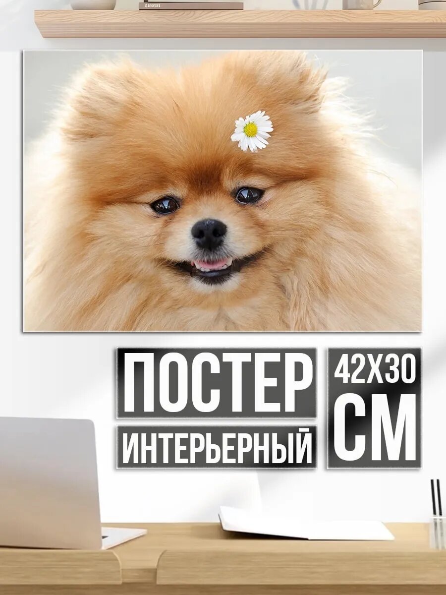 Плакат постер Шпиц с цветком