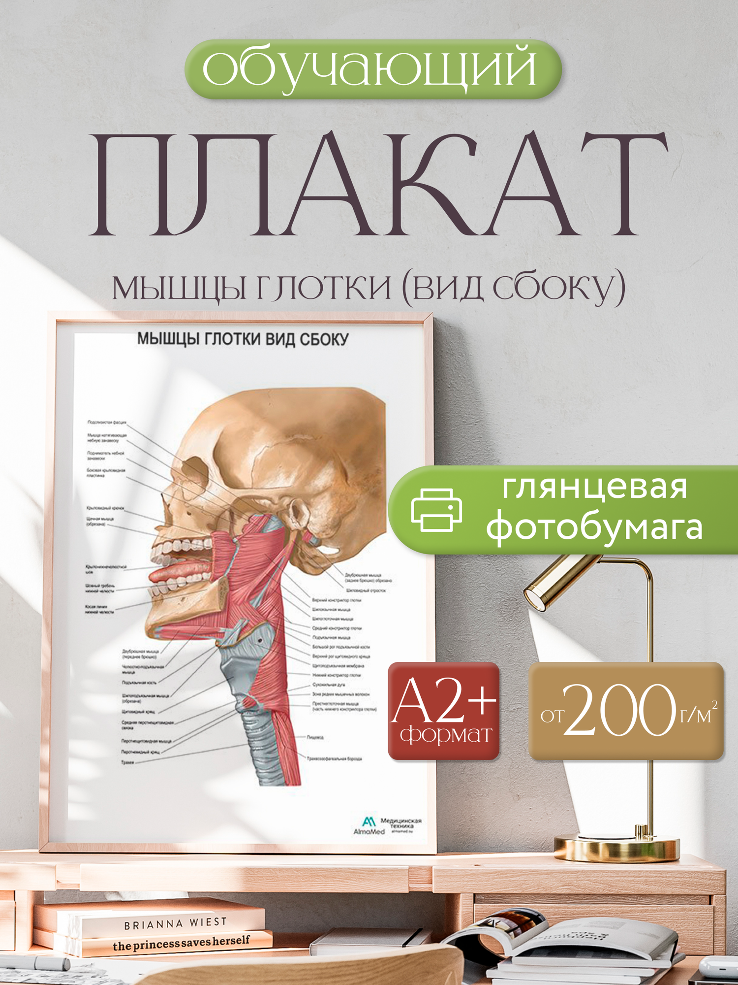 Мышцы глотки. Вид сбоку плакат глянцевая фотобумага от 200 г/кв. м, размер A2+