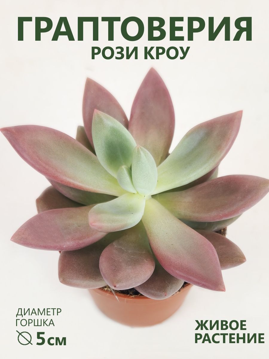 Граптоверия Рози Кроу (Graptoveria) суккулент живой, D-5