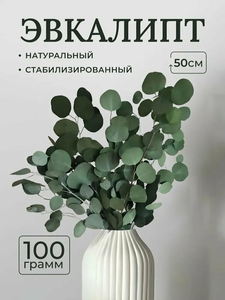 Сухоцветы Эвкалипт, 60 см, 120 гр