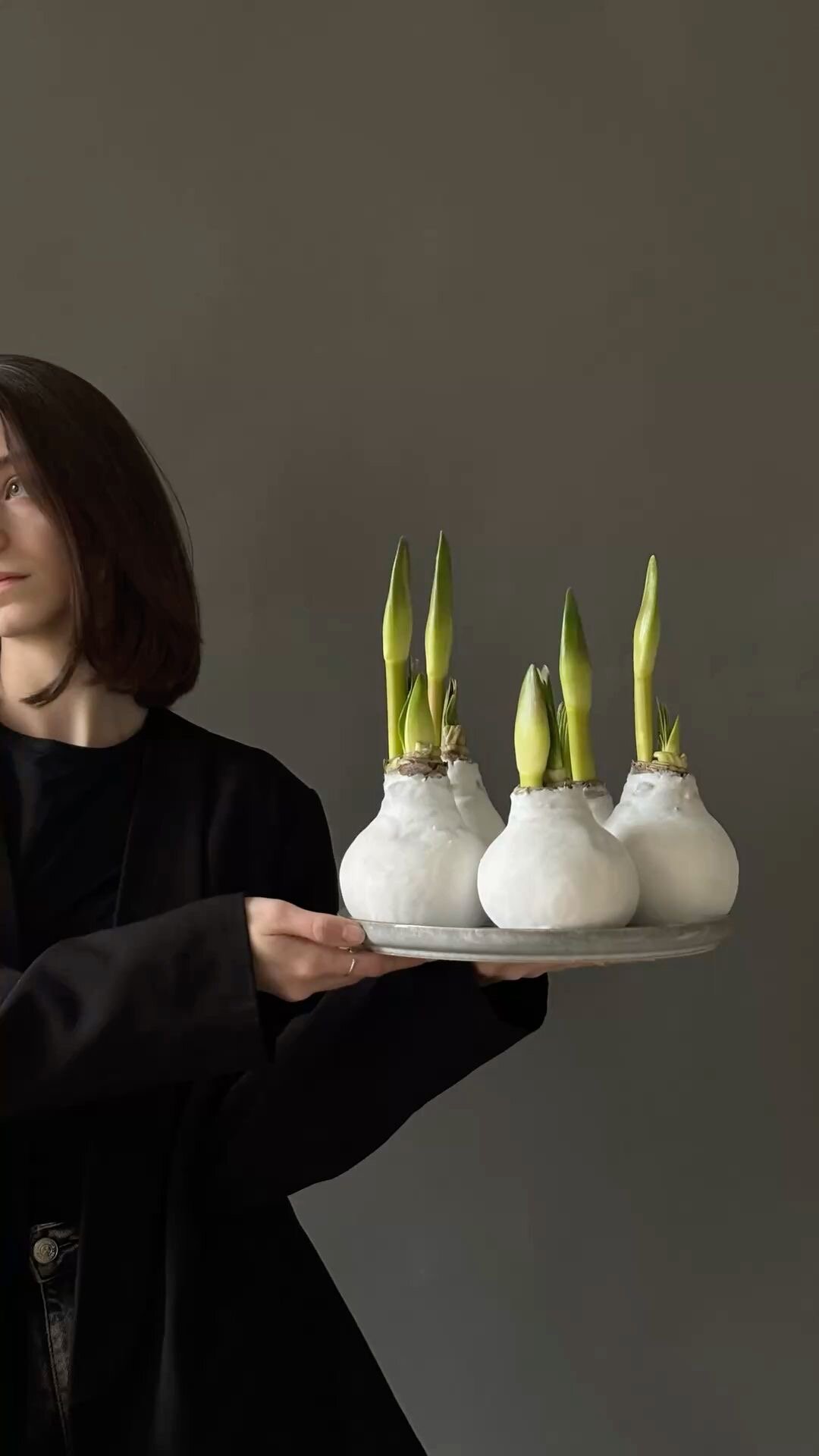 Амариллис в воске. Луковица, ручная работа, живой цветок, без полива Премиум крупная луковица