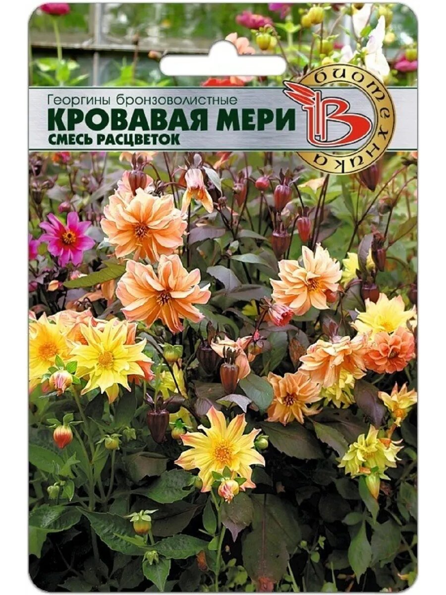 Георгины бронзоволистные Кровавая Мери (смесь) / 20 семян