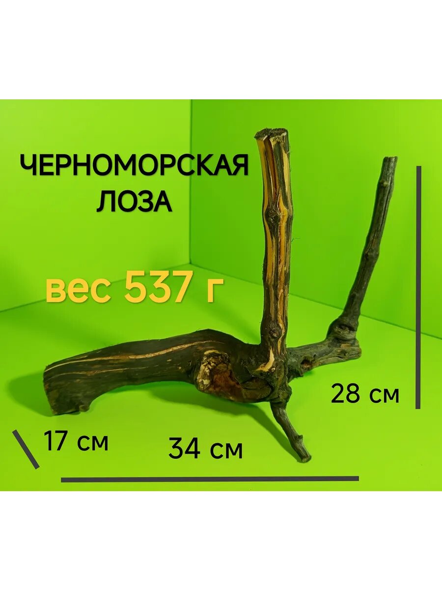 Виноградная лоза черноморская для аквариума, террариума