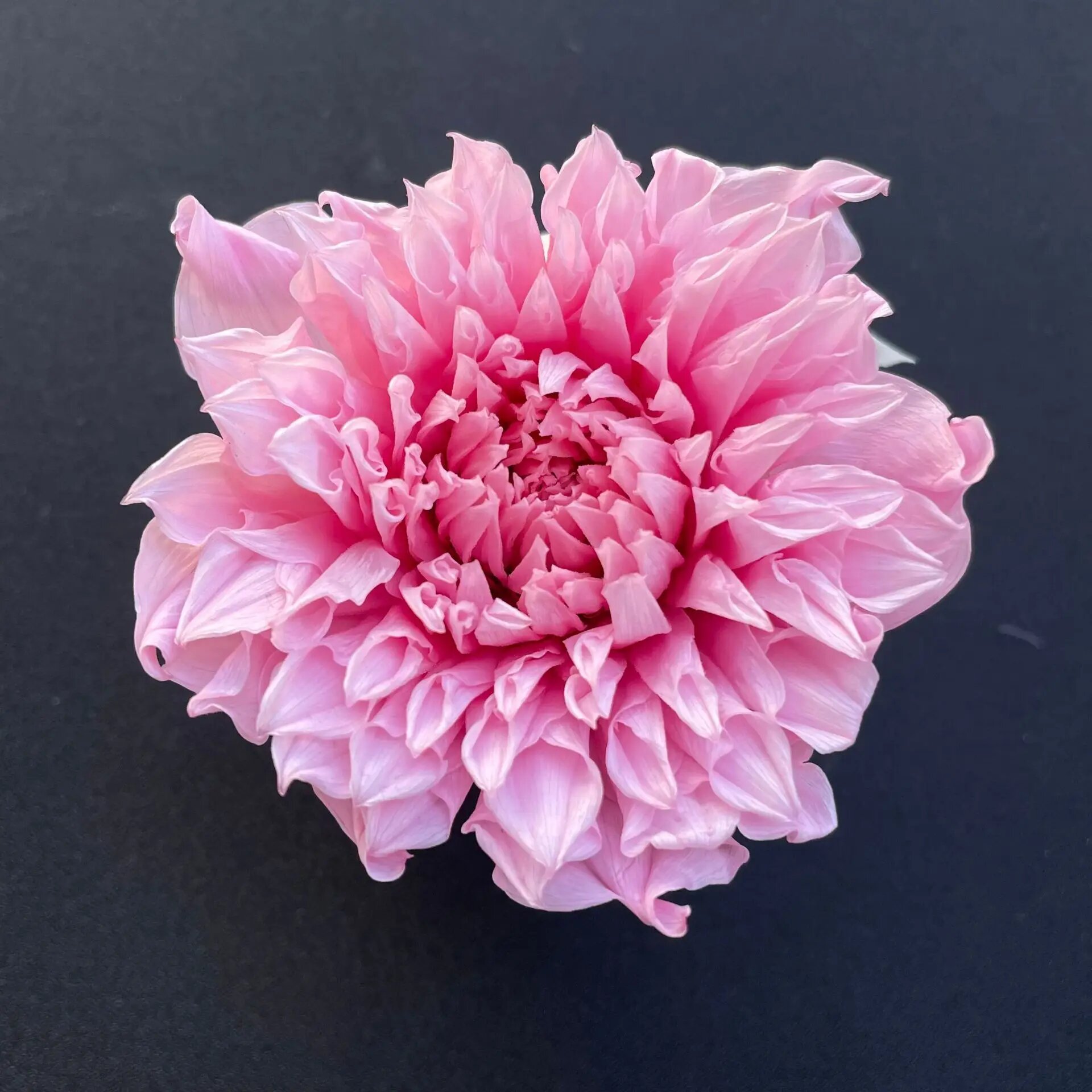 Консервированная георгина ротанговая Розовый, pink