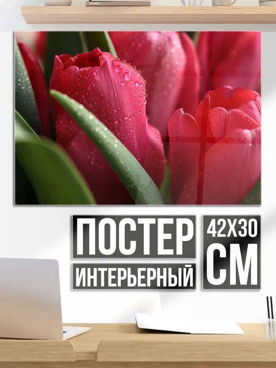 Плакат постер Красные тюльпаны