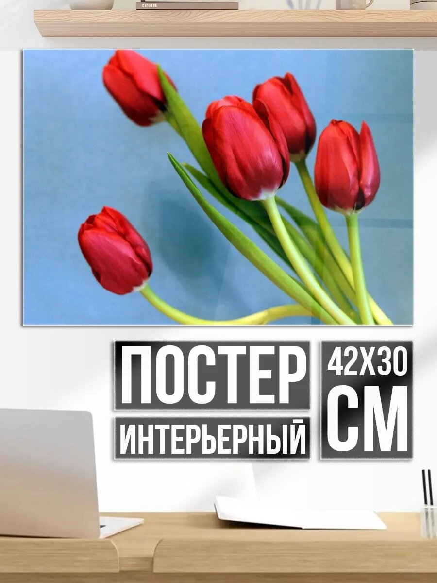 Плакат постер Красные тюльпаны