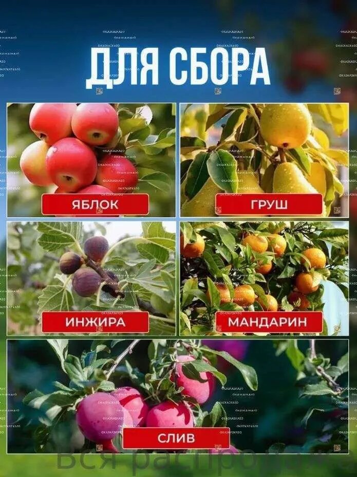 Плодосборник,35х10х10см — фото 1