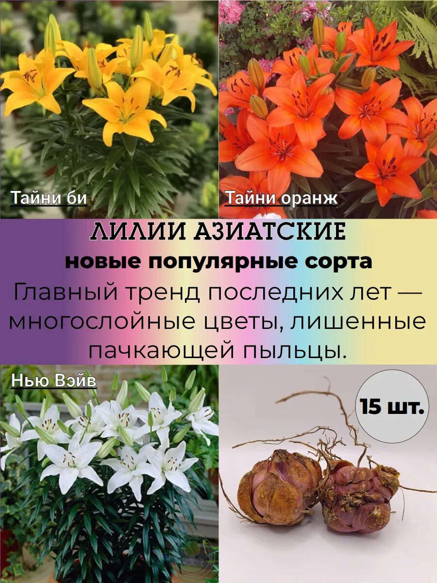 Лилии азиатские, новые популярные сорта, сет из 15 луковиц