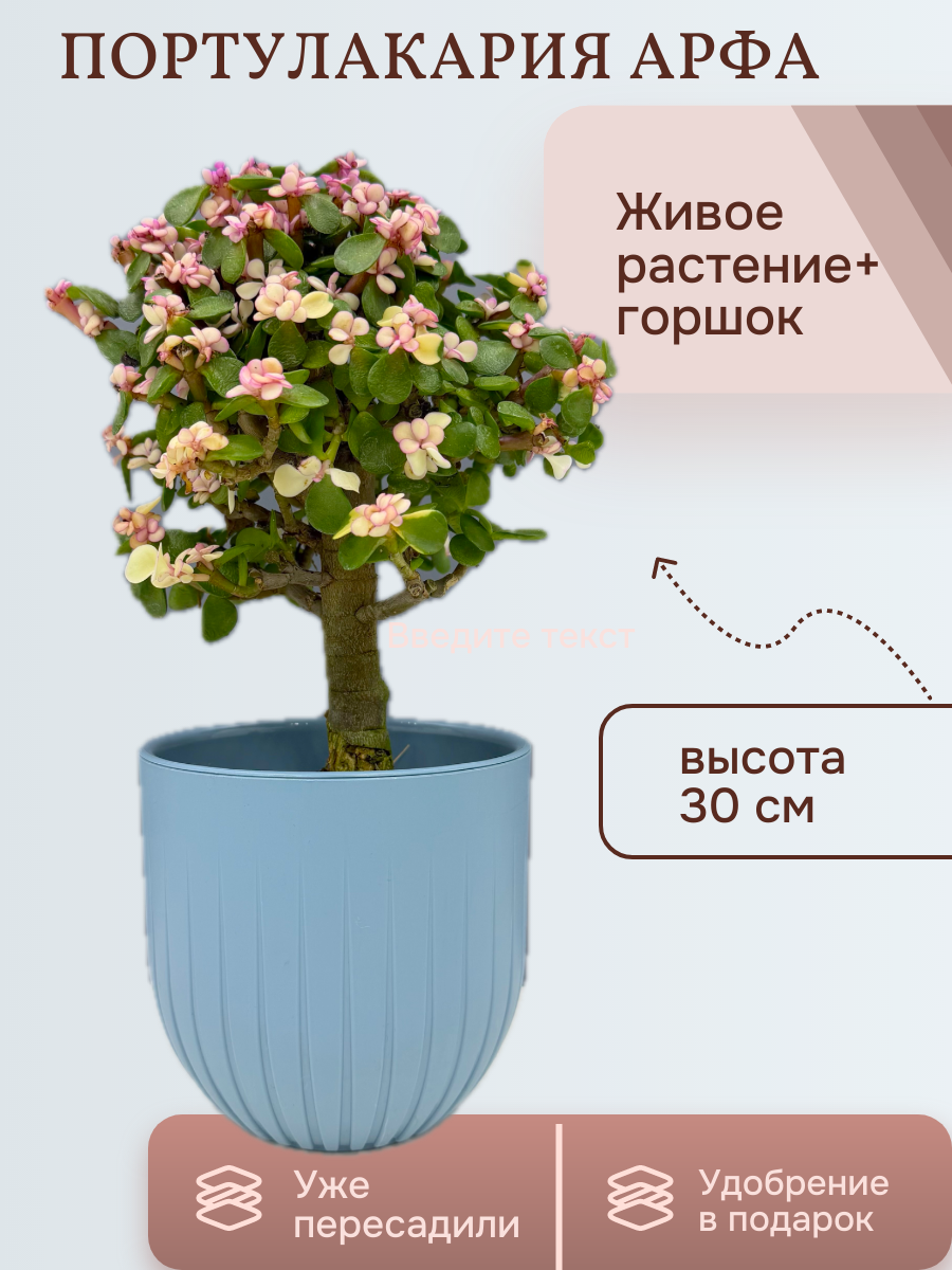Портулакария Арфа Бонсай редкий суккулент в голубом горшке, высота 30см