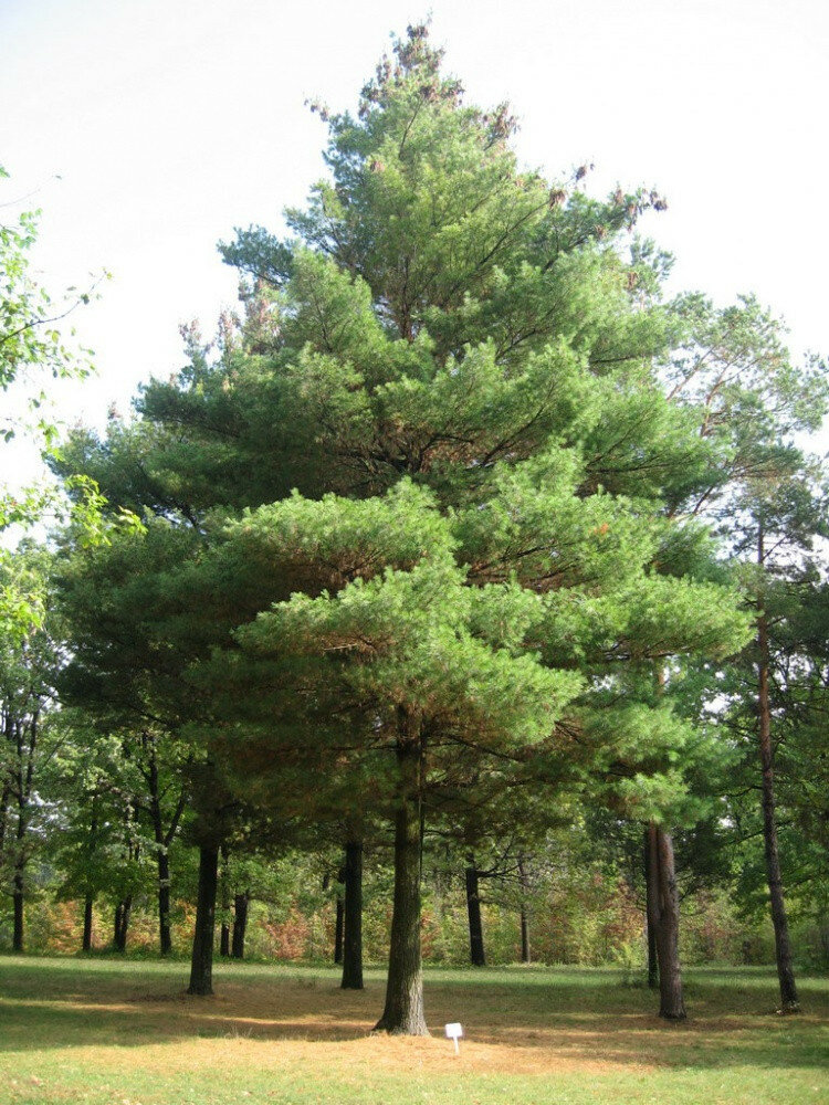 Сосна веймутовая (Pinus strobus), 30-40, С5