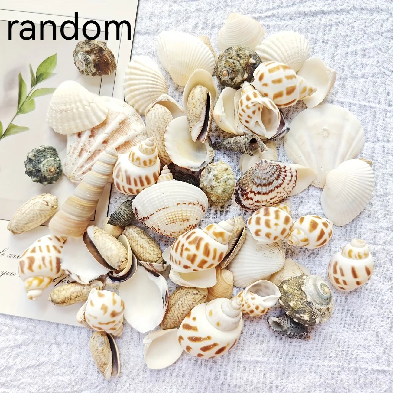 Морские ракушки для аквариума 100 г