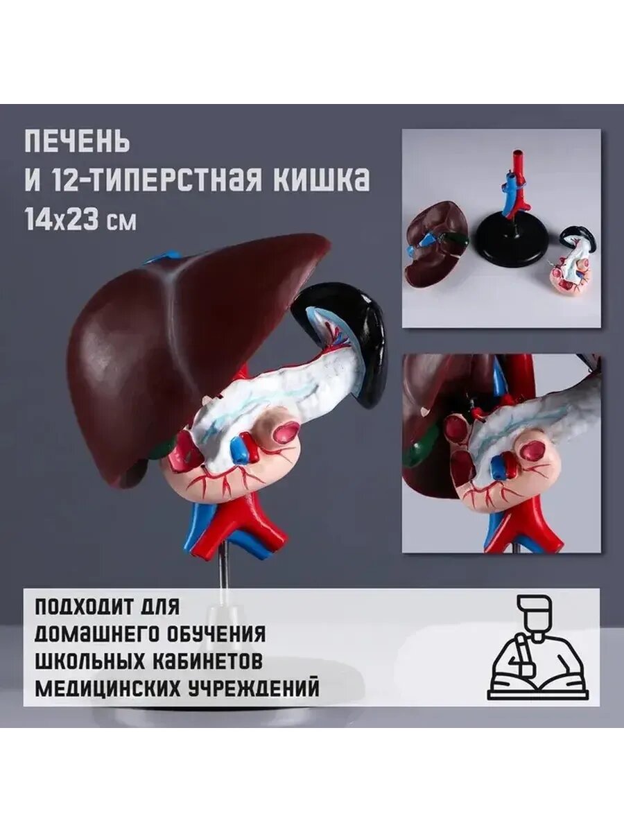 Образовательная модель печени и кишечника