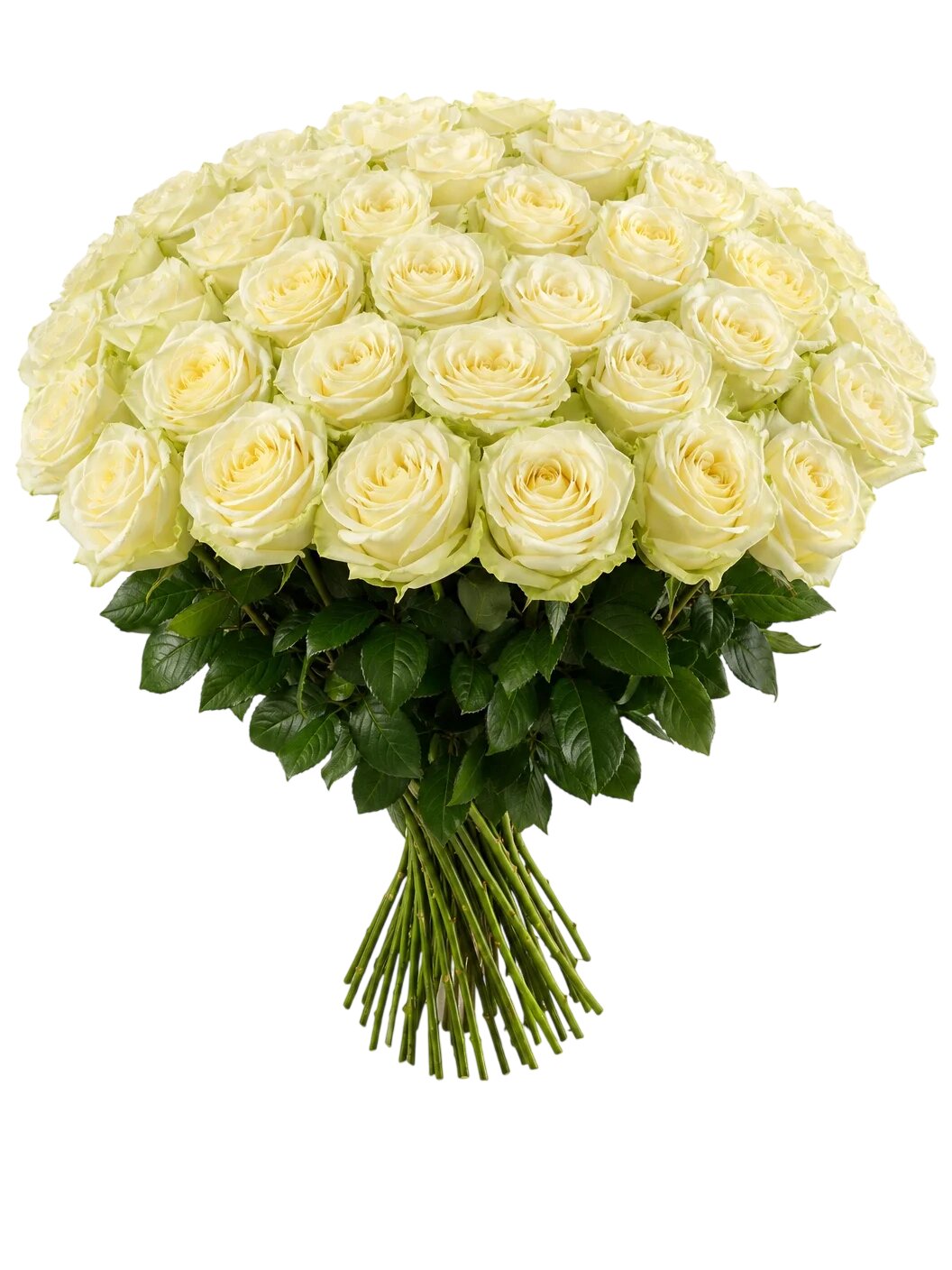 Mondial, Star Roses, Ecuador. Розы Мондиал выбор презентабельных людей, которые любят необычные подарки.