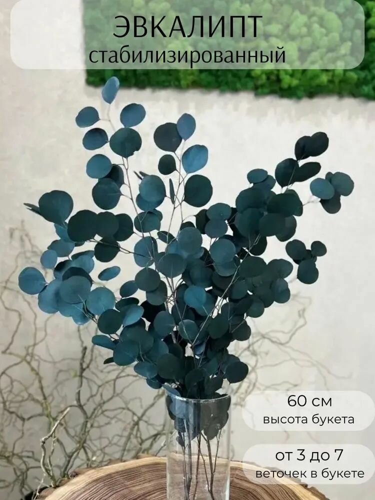 Сухоцветы Эвкалипт, 60 см, 80 гр, 5 шт