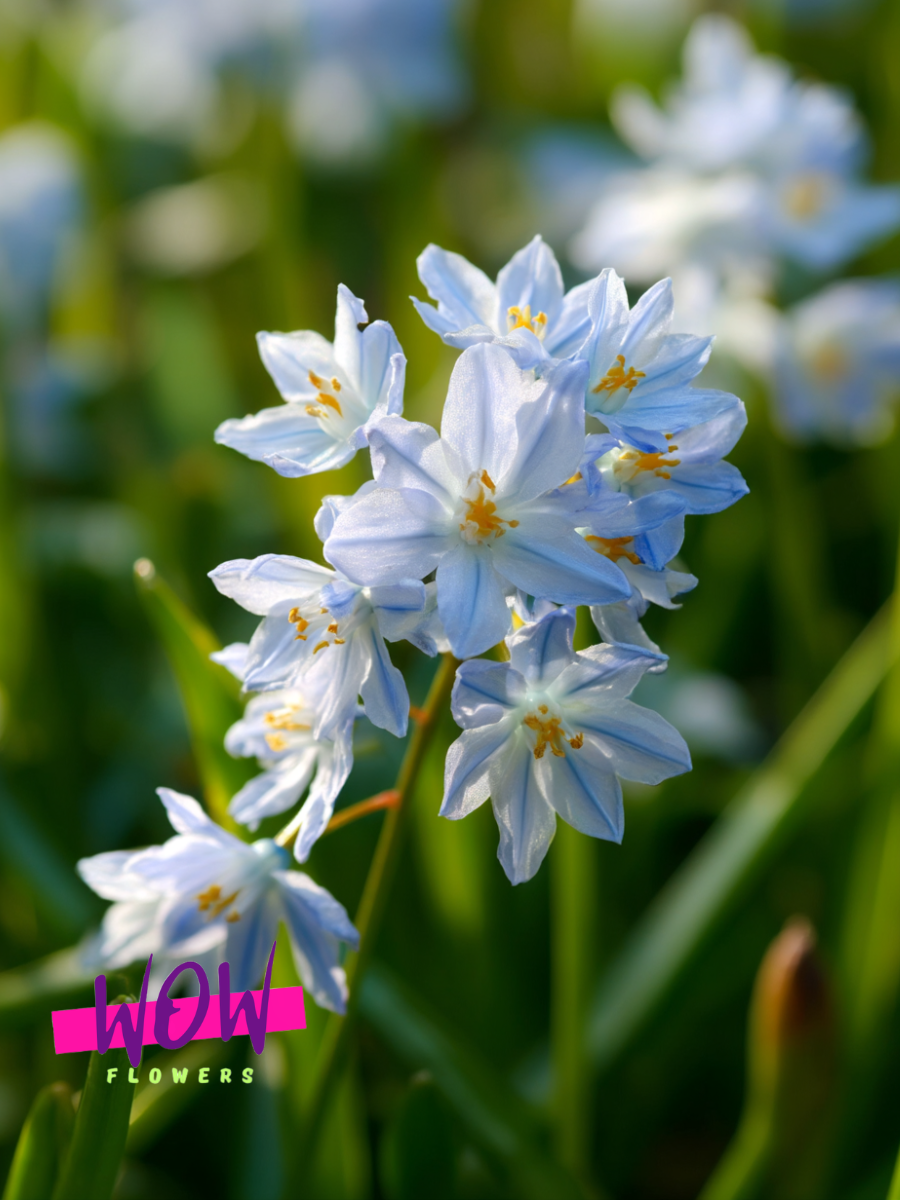 Луковицы цветов, WOW FLOWERS, Пушкиния Либанотика ( 10 штук )