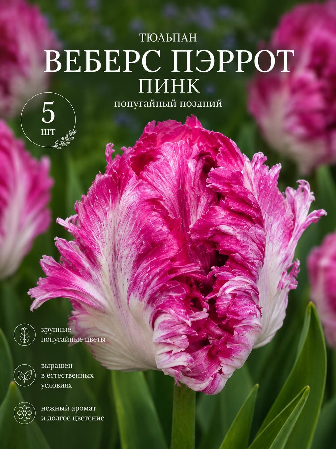Тюльпан луковицы многолетние сорта "Веберс Пэррот Пинк" , 5 шт