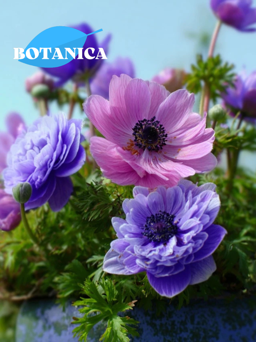 Клубни цветов, botanica garden, TWIN, Анемоны Адмирал 5 шт / Лорд Лейтенант 5 шт (10 штук)