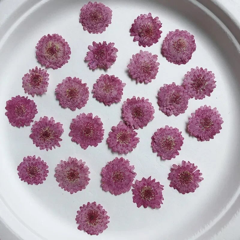 Настоящие сушеные хризантемы Nature Pressed Flowers, 12 шт.