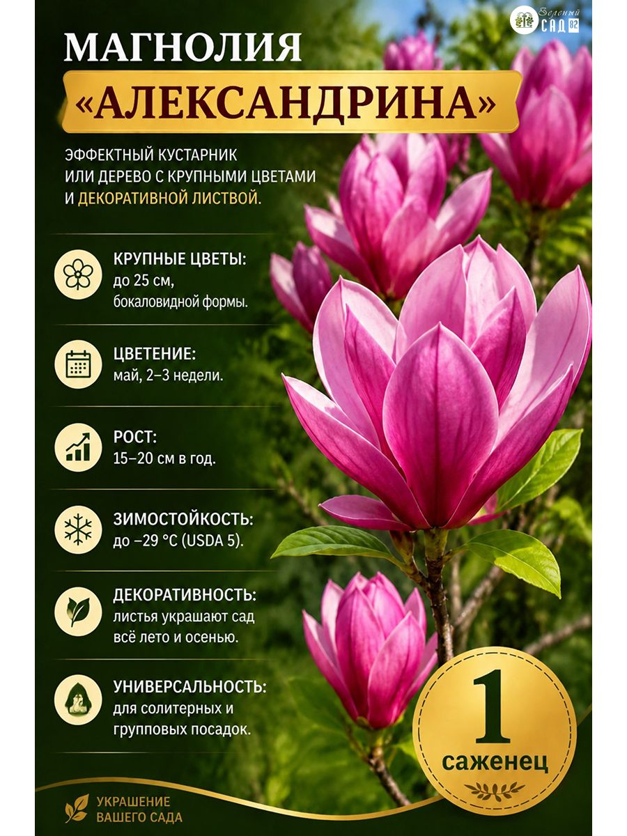 Магнолия Александрина