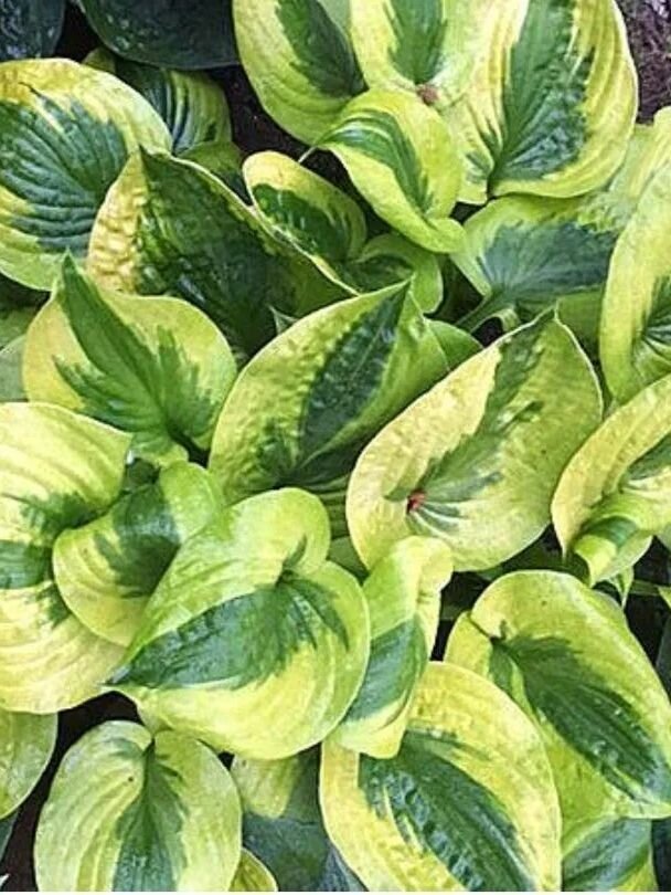 Хоста Саммер Ловин — фото 1