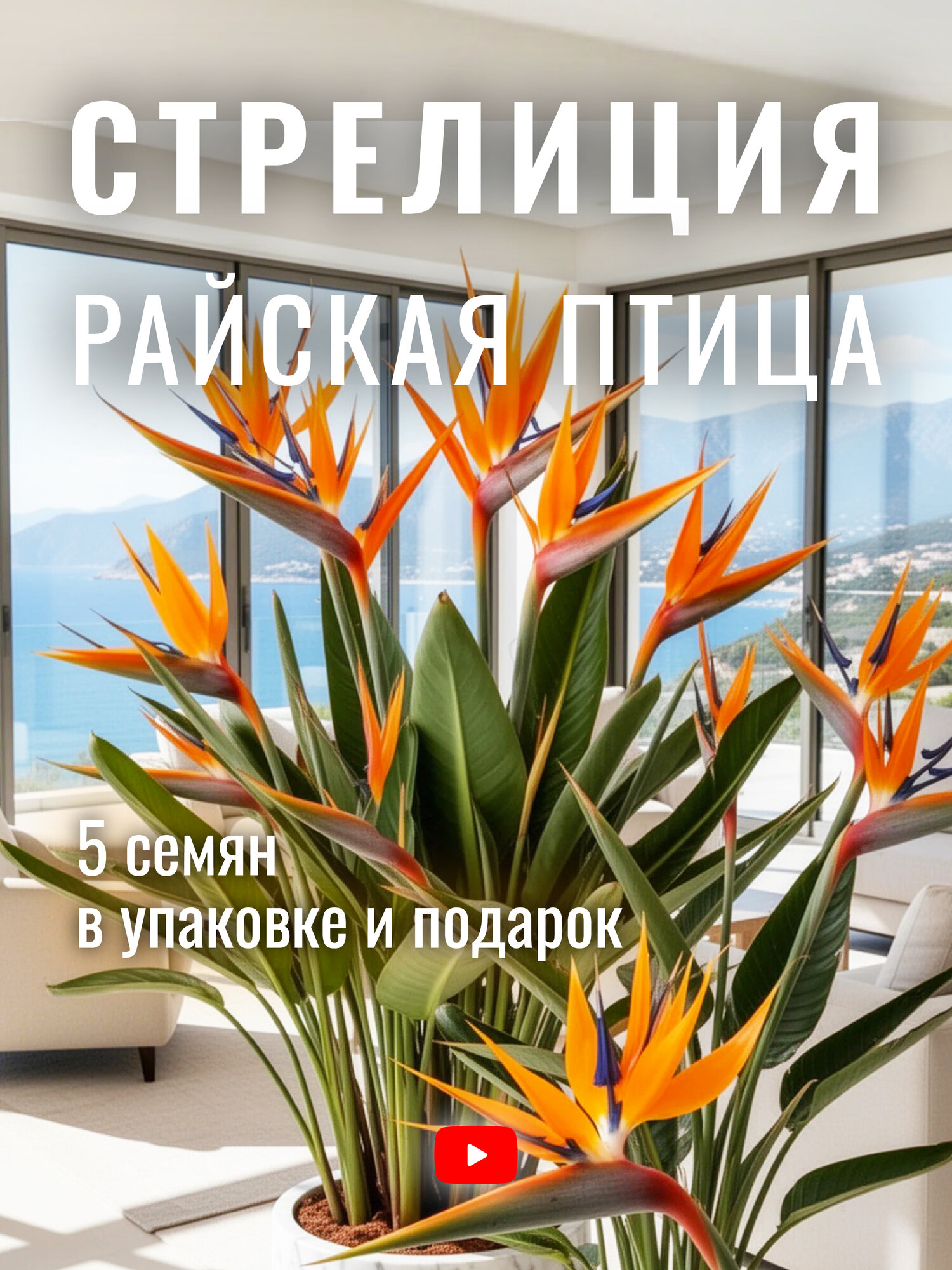 Стрелиция Райская птица, Семена, 5 шт, семена комнатных цветов