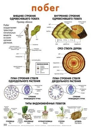 Плакат двухсторонний "Побег / Лист" (48х68см, лам.)