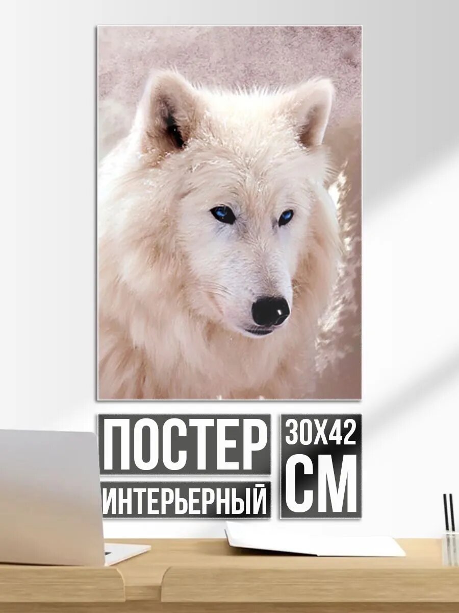 Постер на стену Белый зимний волк