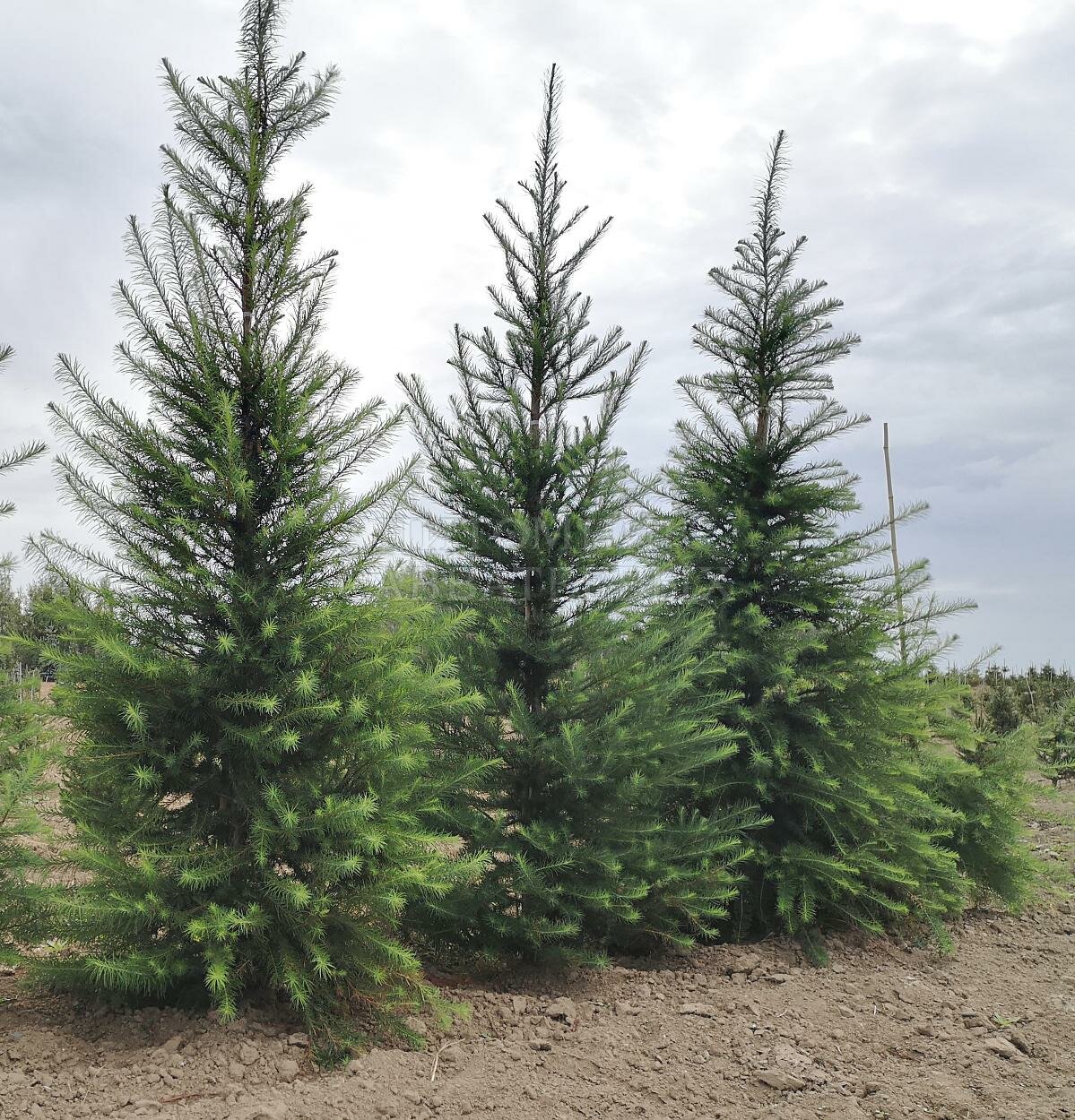 Лиственница Кемпфера (Larix kaempferi), штамб 150, 475-500, С110