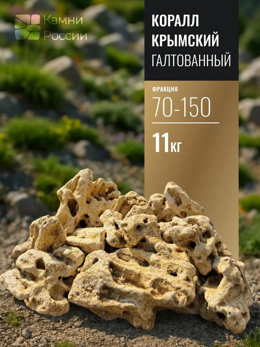 Крымский коралл галтованный (миотис), 70-150 11кг