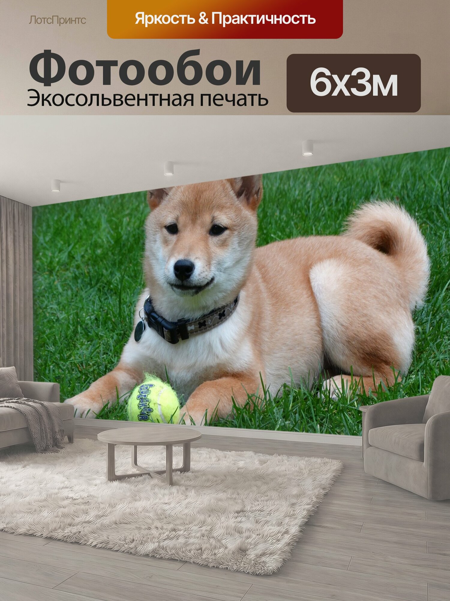 Фотообои "Собака, удаленный доступ, сиба-ину" 600x300 см. экосольвентная печать