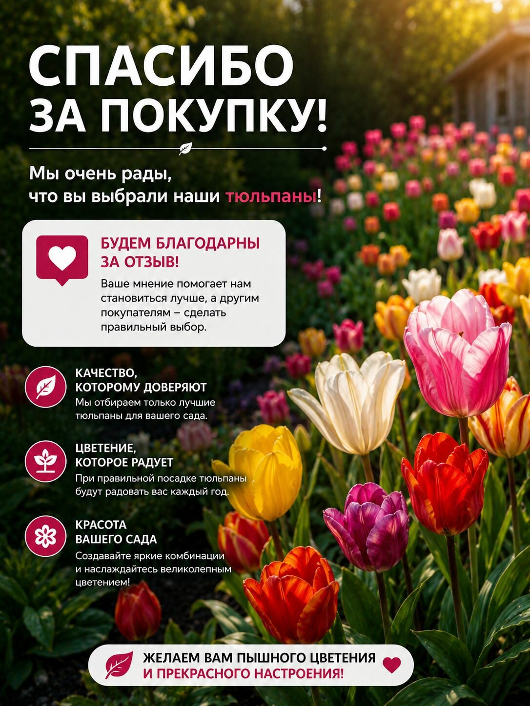 Тюльпаны махровые многолетние луковицы сорта "Анжелика" , 7 шт — фото 1