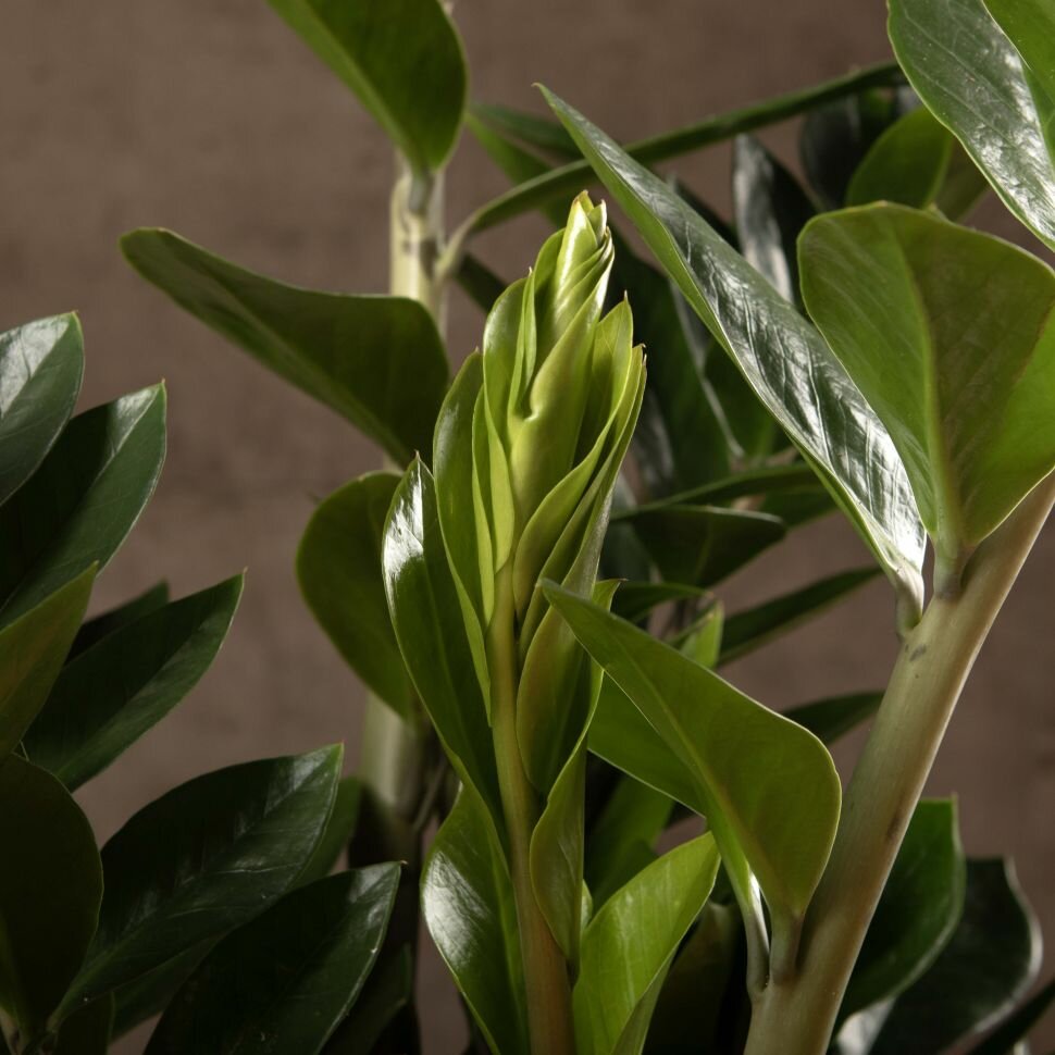 Комнатное растение LuxuryPlants "Денежное дерево" Замиокулькас 100/27 — фото 1