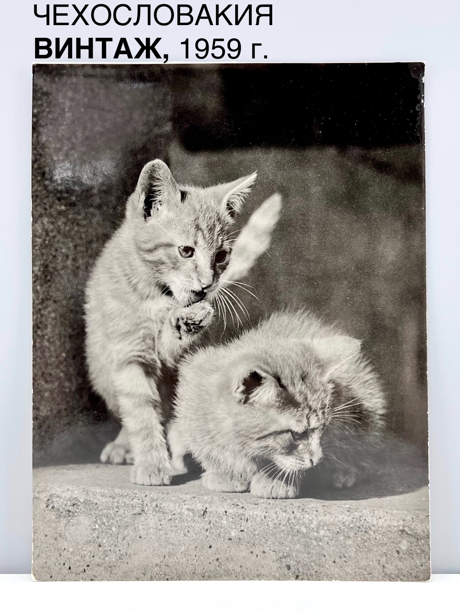 Винтажная фотография "Кошка № 13". Авт. Эрих Тылинек. Изд. Artia. Чехословакия, 1959 г.