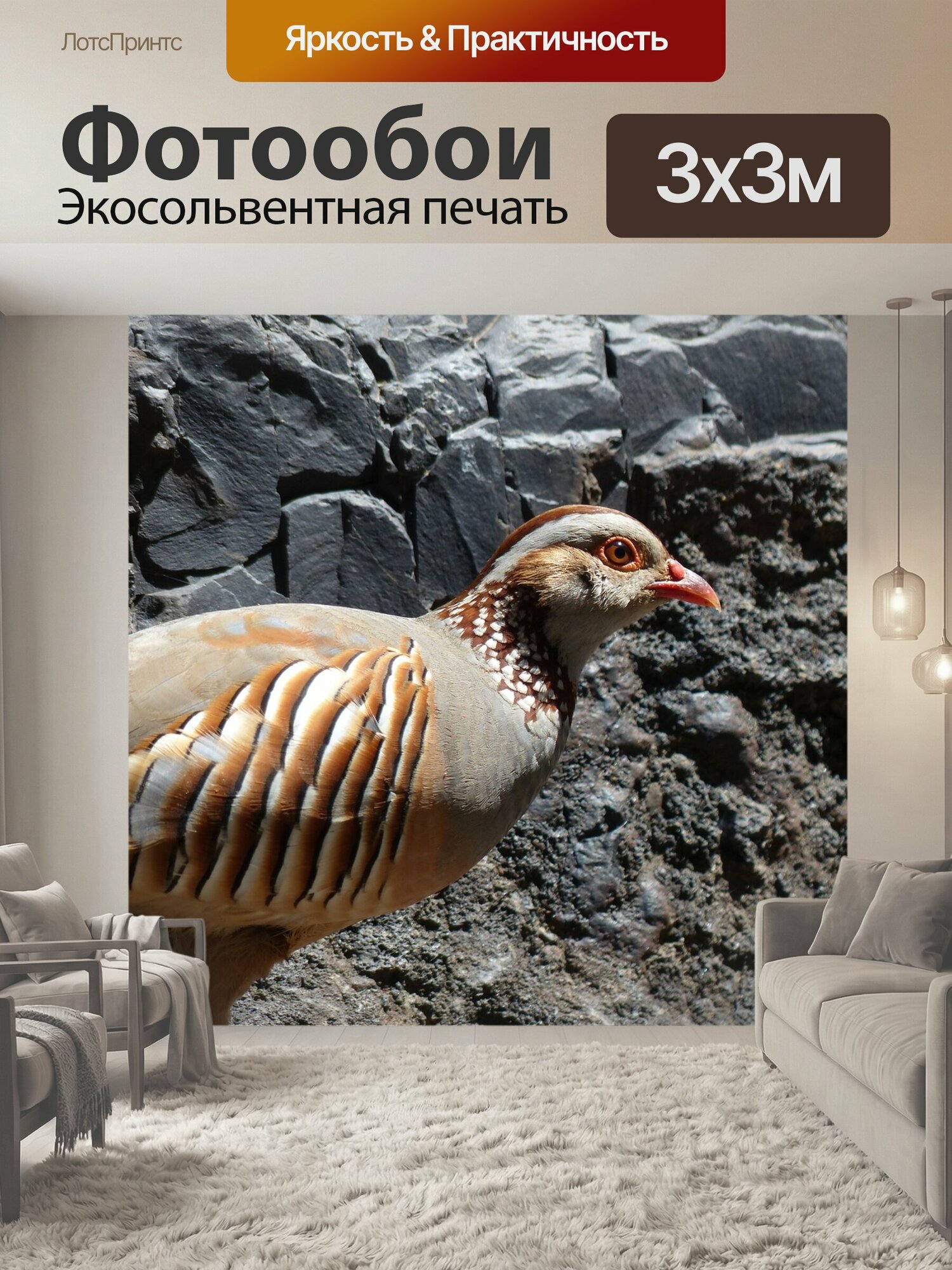 Фотообои "Глухарь, птица, курица" 300x300 см. экосольвентная печать