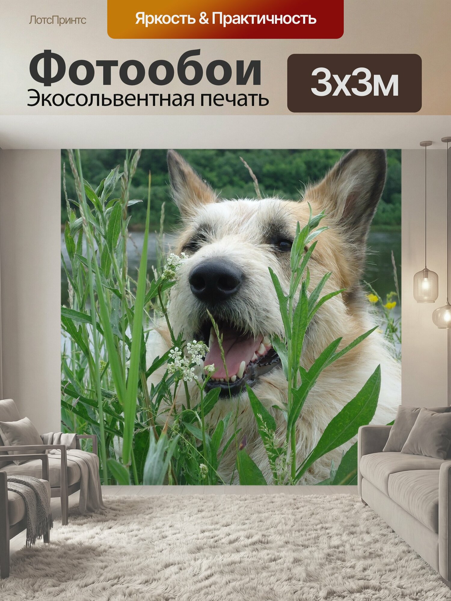 Фотообои "Собака, трава, животное" 300x300 см. экосольвентная печать