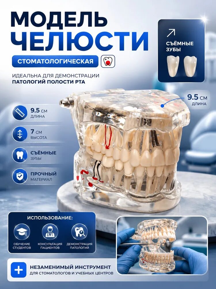 Стоматологическая модель челюсти человека Corpo dente, 32 зуба