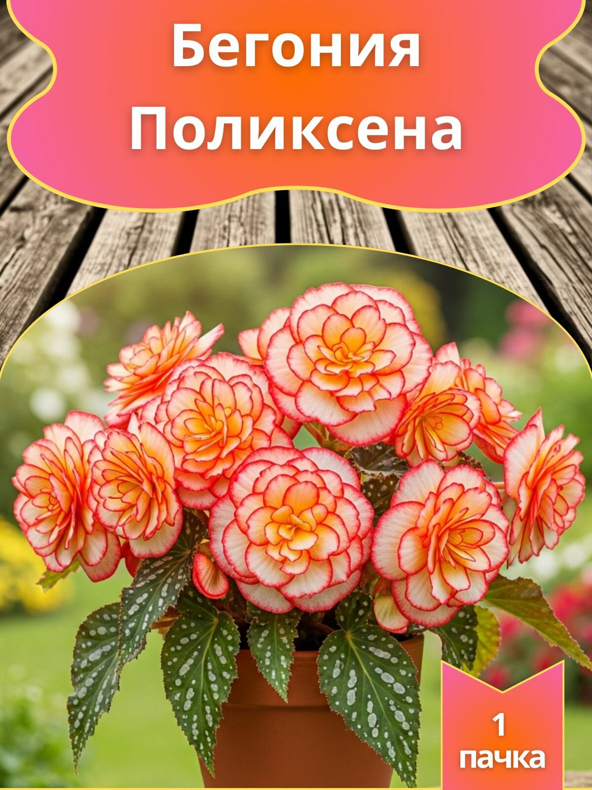 Бегония Поликсена , семена 10 шт. для посадки