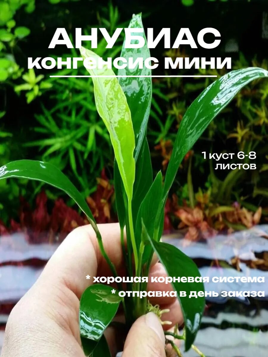 Живые растения Анубиас конгенсис, 1 куст, для аквариума, высота до 16 см, зеленый