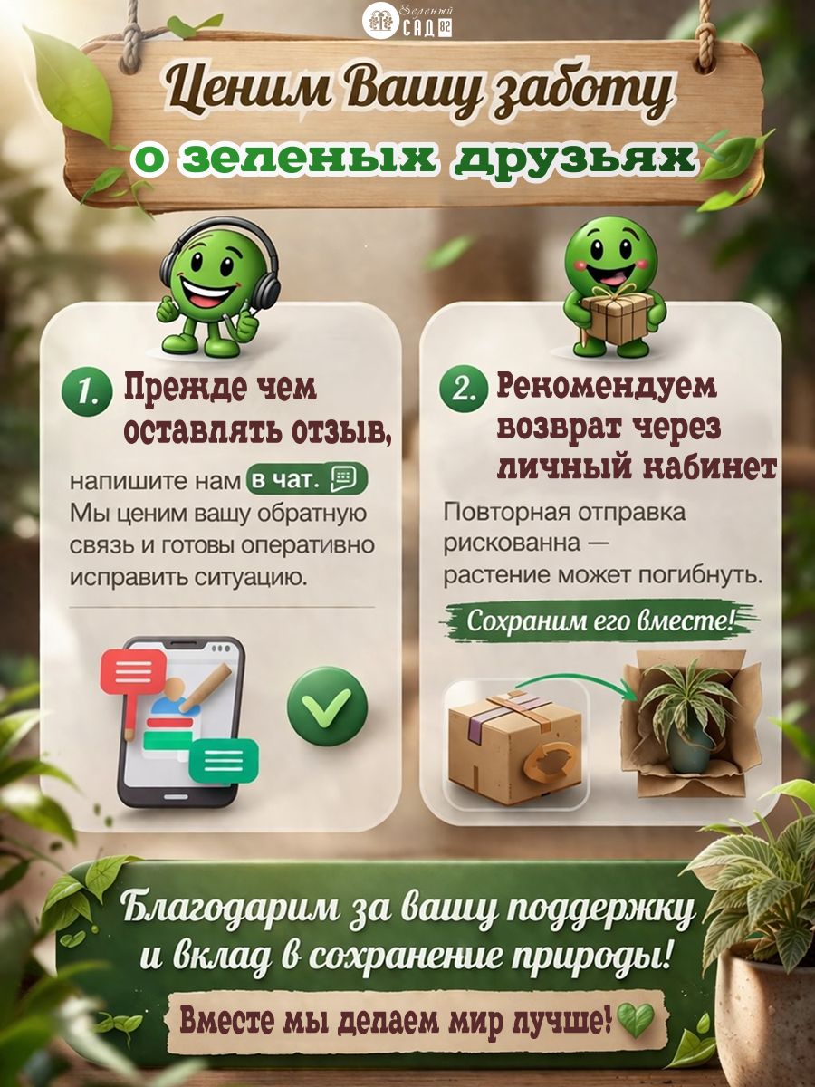 Хризантема Лимончелло — фото 1