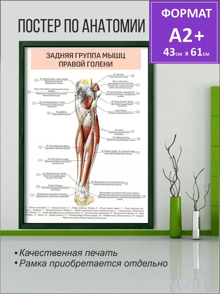 Постеры А2 по анатомии, задняя группа мышц правой голени