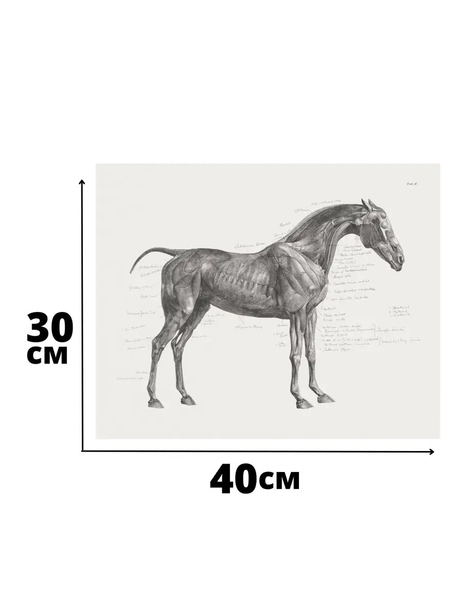 Постер Лошадь Конь