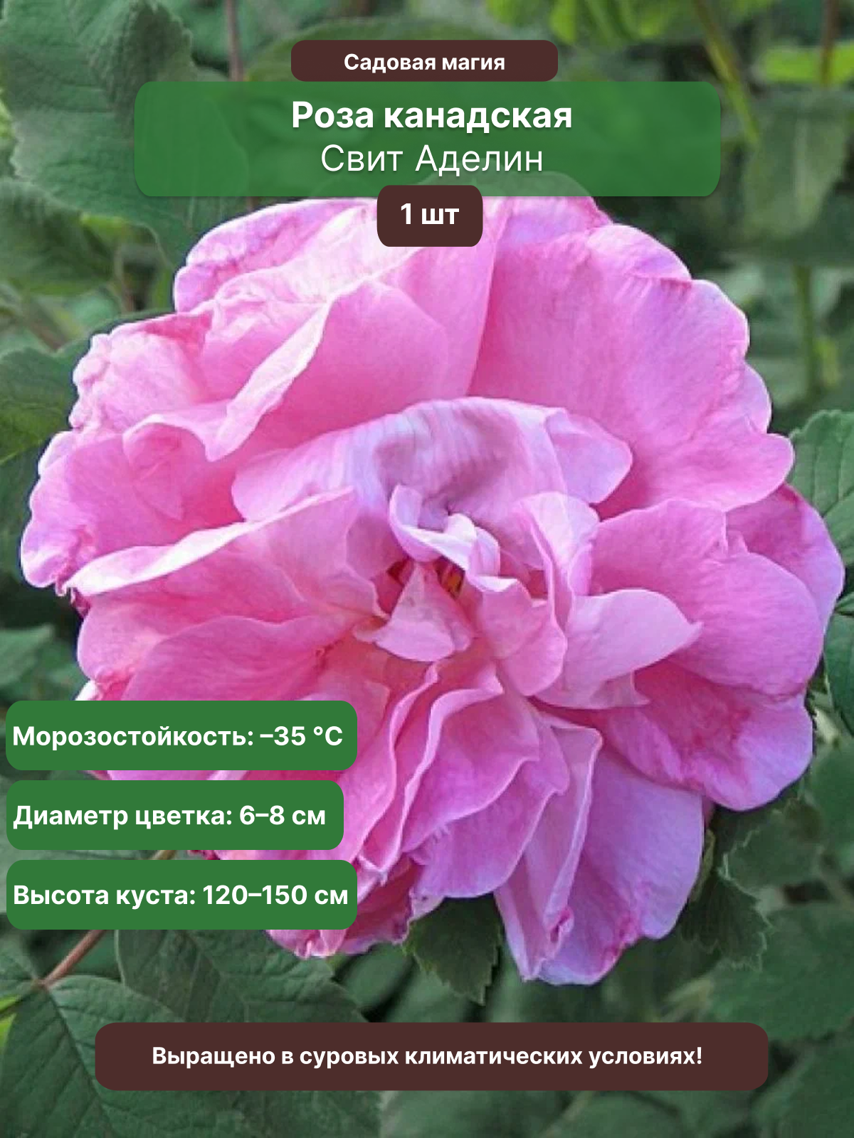 Роза канадская Свит Аделин / 1 шт, морозостойкая, ароматная, розовая