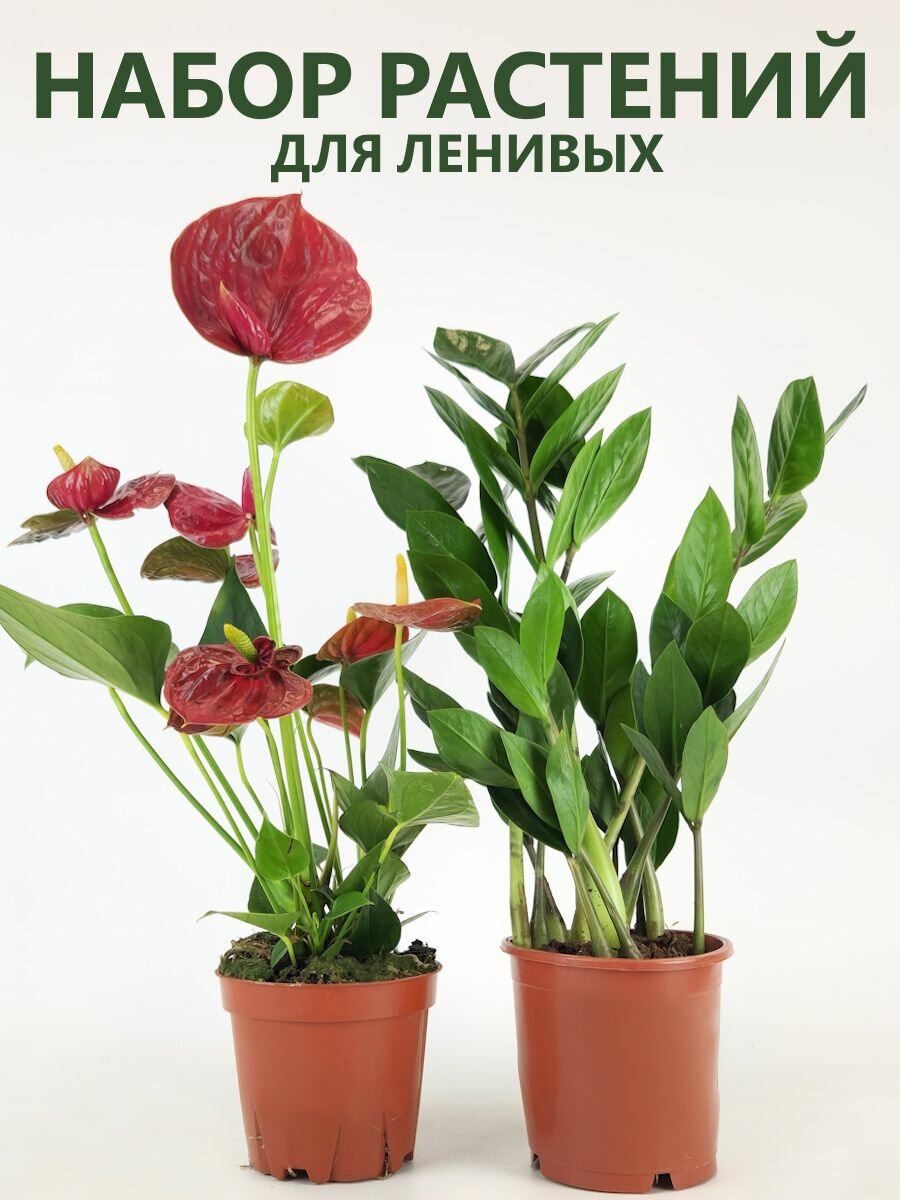 Набор растений для ленивых (Антуриум, Замиокулькас), 2 шт