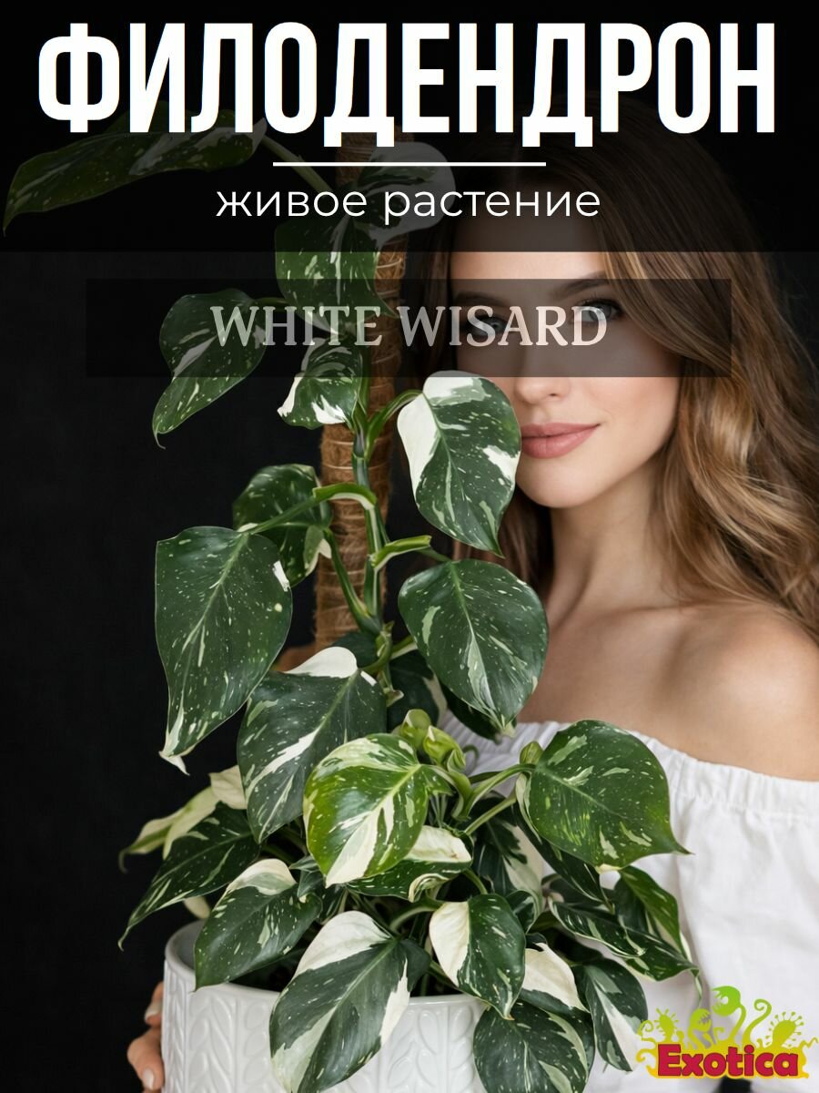 Филодендрон Вайт Визард (Philodendron White Wisard) D6см, живое растение